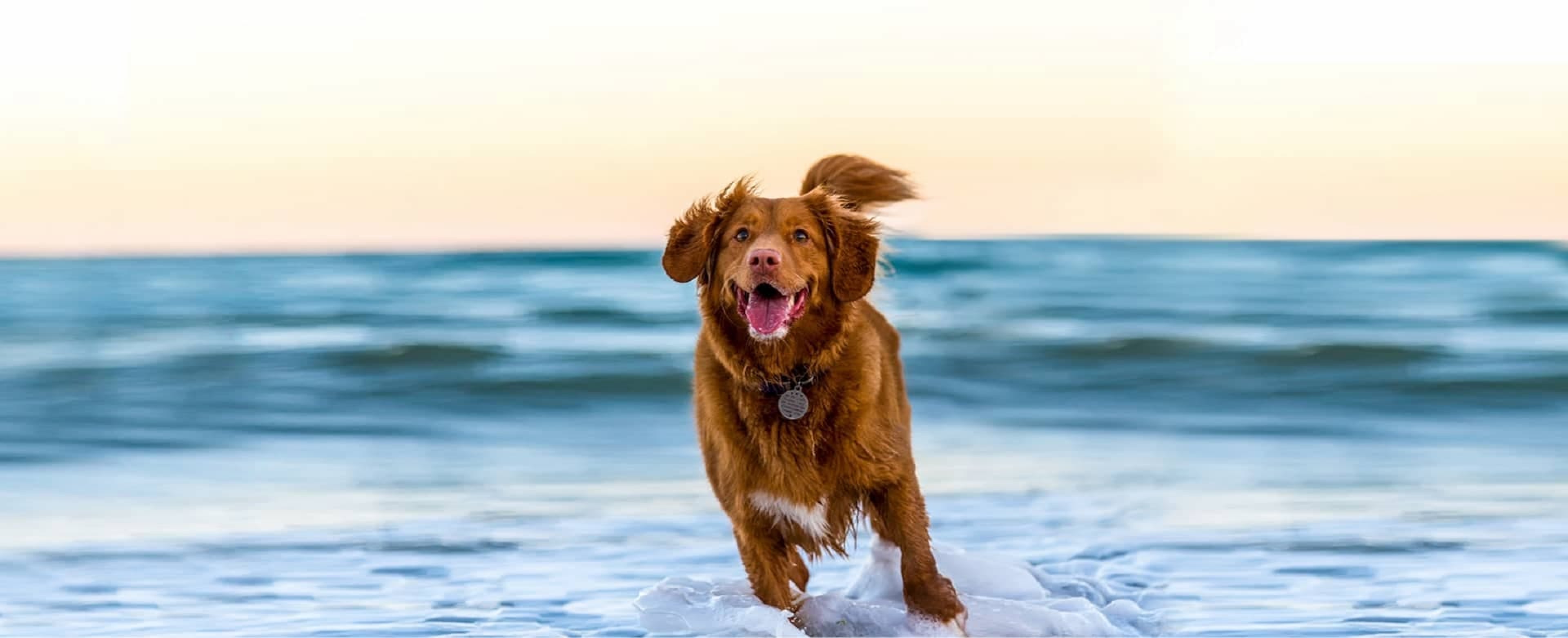 Ανακαλύψτε τον κόσμο της Maya Pet